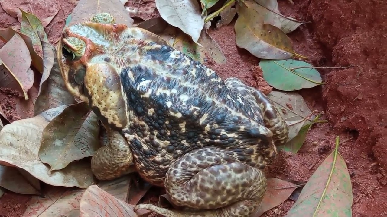 VEJA UM SAPO CURURU GRANDE FILMADO DE PERTO, IMPRESSIONANTE!!! 😱 - YouTube