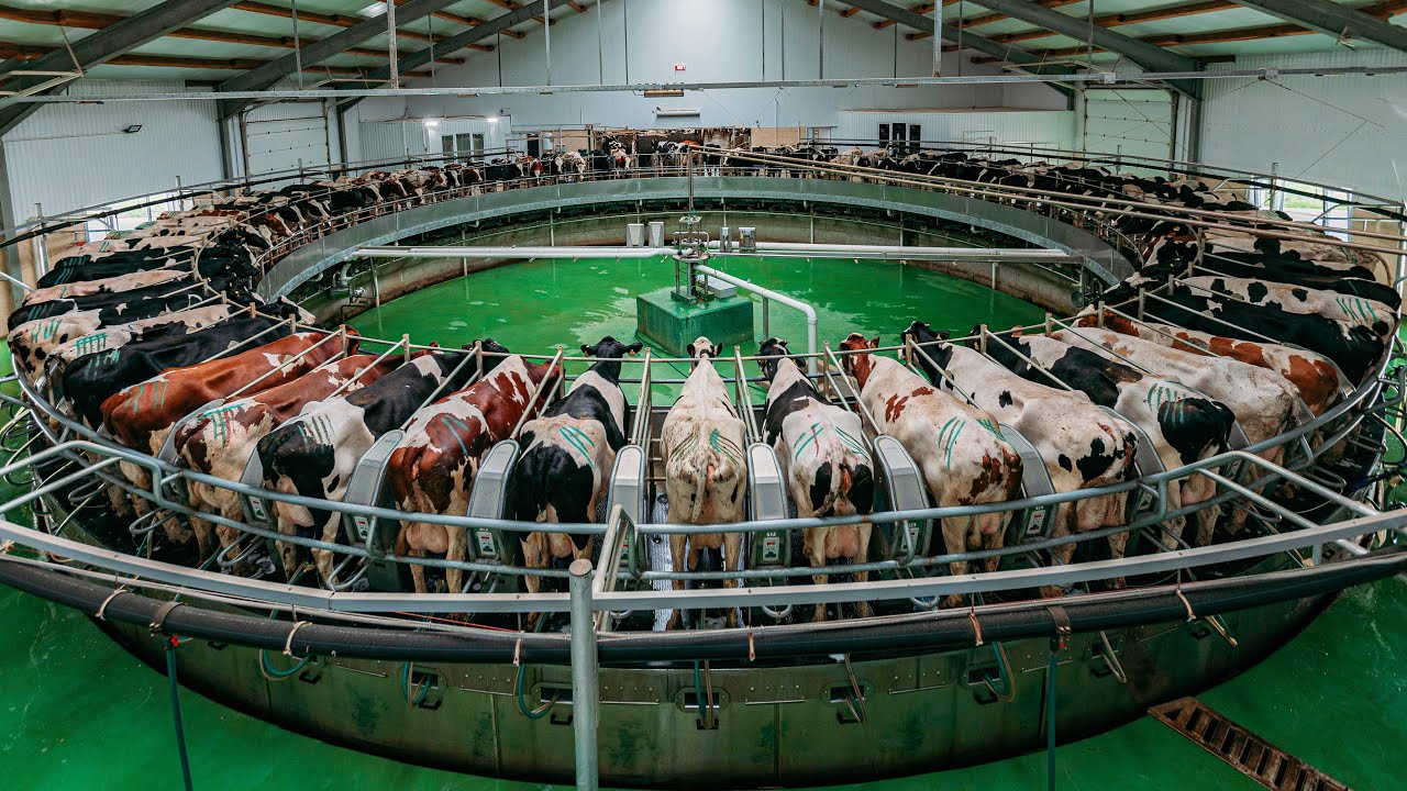 A modern factory for the production of the best milk without GMOs! How ...