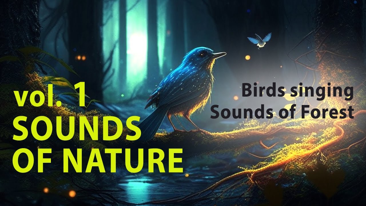 Sound of nature Vol.1, Sound of birds, Sound of forest, 10 minute ...