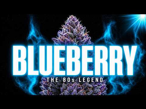 Blueberry: The 80s Strain That Started The Entire Blue Family