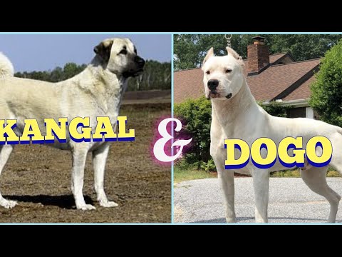 KANGAL & DOGO Argentino comparison.
