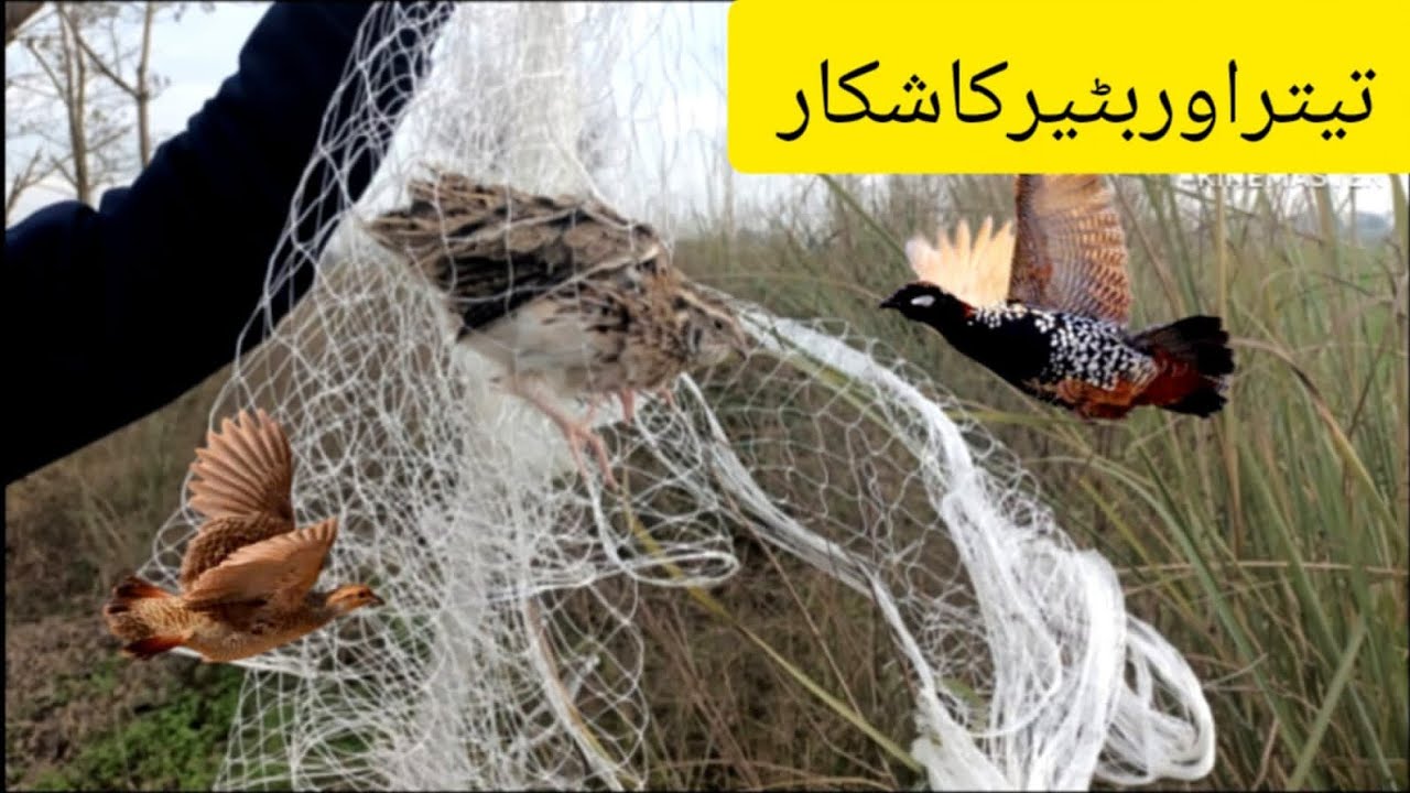 Teetar or batair ka shikar | Amazing Quails and partridge hunting | Gry ...
