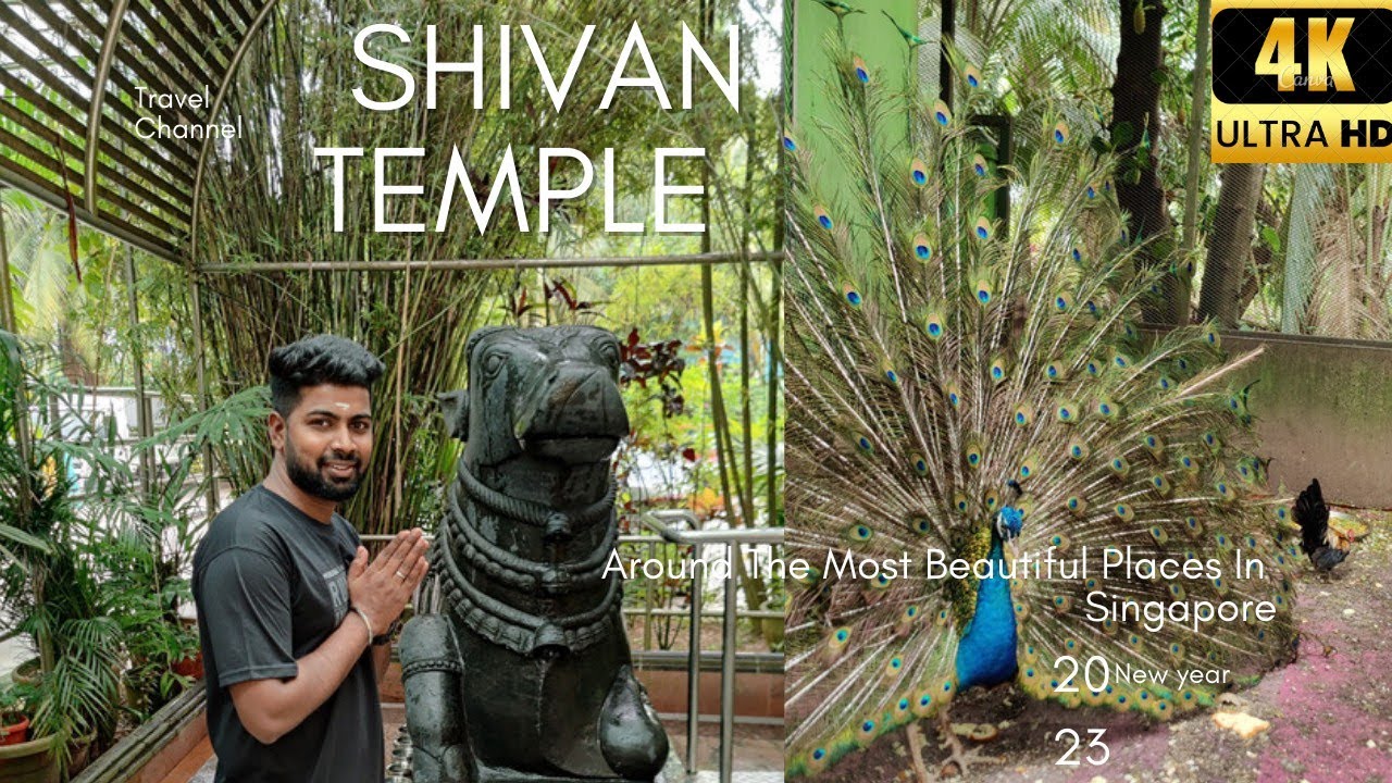 Most Visited Shivan 👌 Temple in Singapore | Beautiful Peacock 🦚 ...
