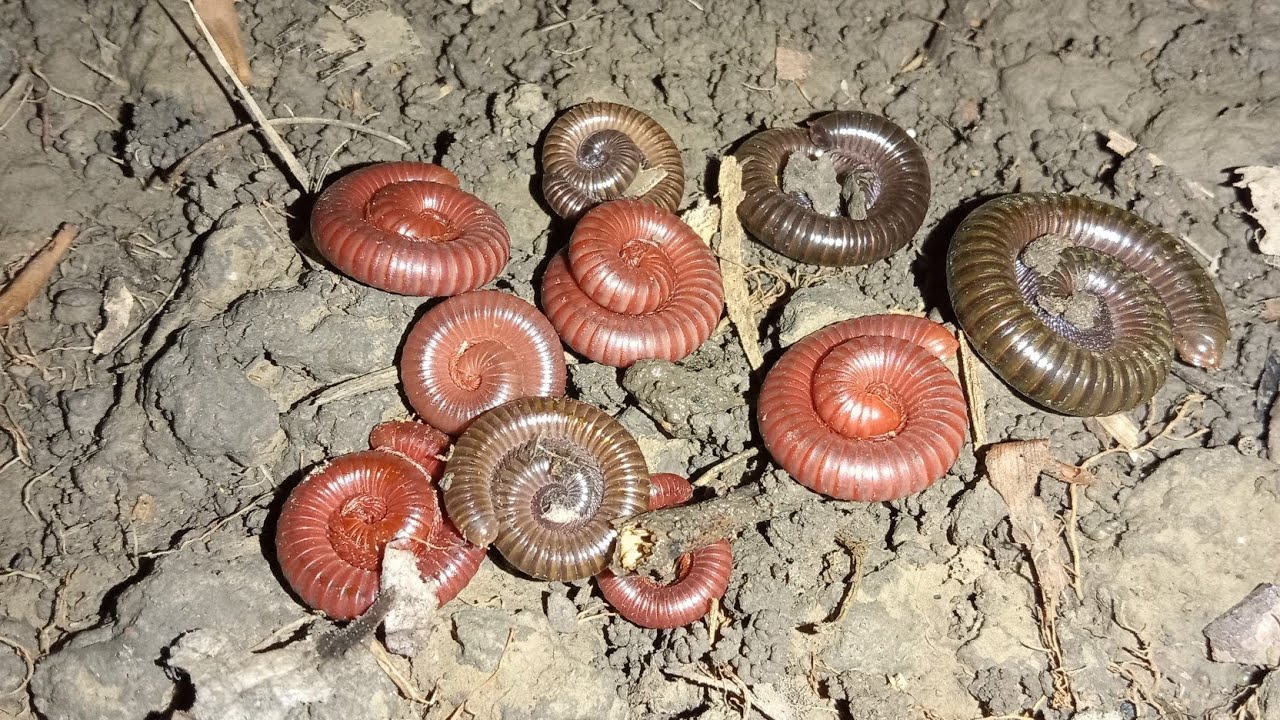 Exploring the Forest: MILLIPEDE Infestation! - YouTube