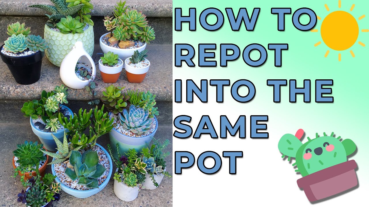 How To Repot Succulent Plants Into The Same Pot - YouTube