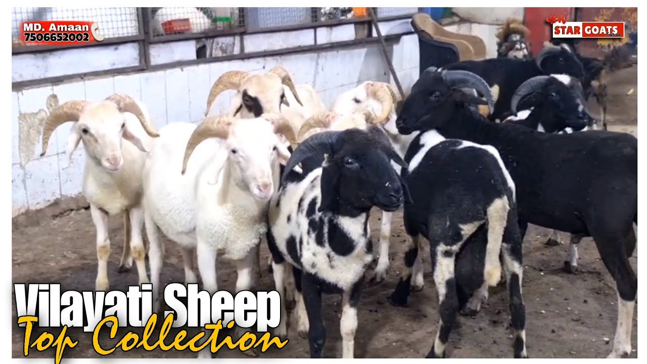 Top Quality Vilayati Sheep Lot STAR GOATS FARM Asif STD 88798 09944 ...