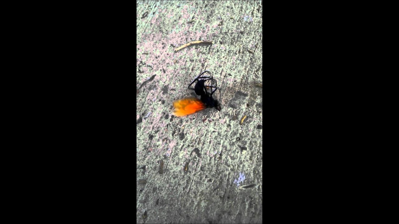 A Real Life Cazador - YouTube