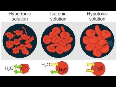 Osmoregulation Term || Hypotonic || Hypertonic || Isotonic || Biology ...