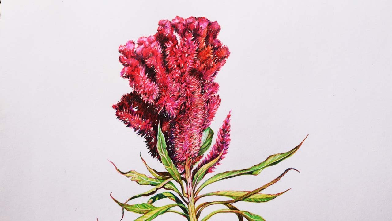 Cockscomb Flower Drawing in Color Pencils | How to Draw Cockscomb ...