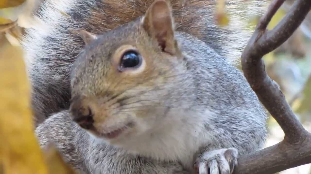 The Sound A Squirrel Makes - YouTube