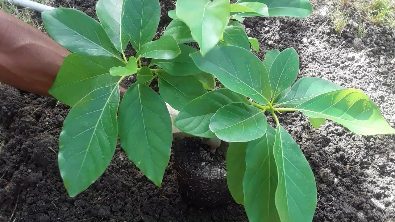 How to plant a pollock Avocado tree. - YouTube