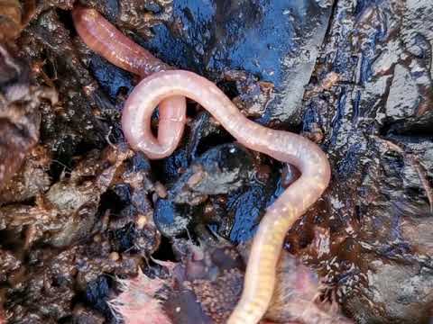 Tiger Worms Copulating - YouTube
