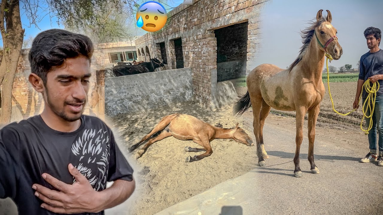 🐎HORSE (salaar) Bimaar Hogya🤒 - YouTube