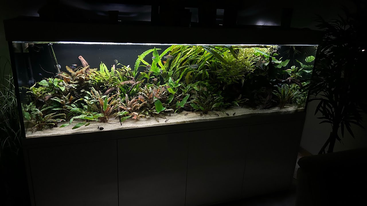 Südamerika Aquarium | 600 Liter | Update nach 7 Monate - YouTube