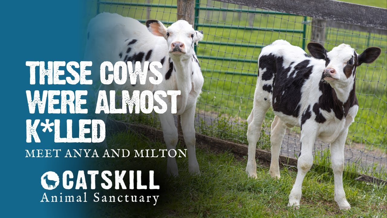 These Baby Cows Were Rescued From Slaughter at 6 Days Old - YouTube