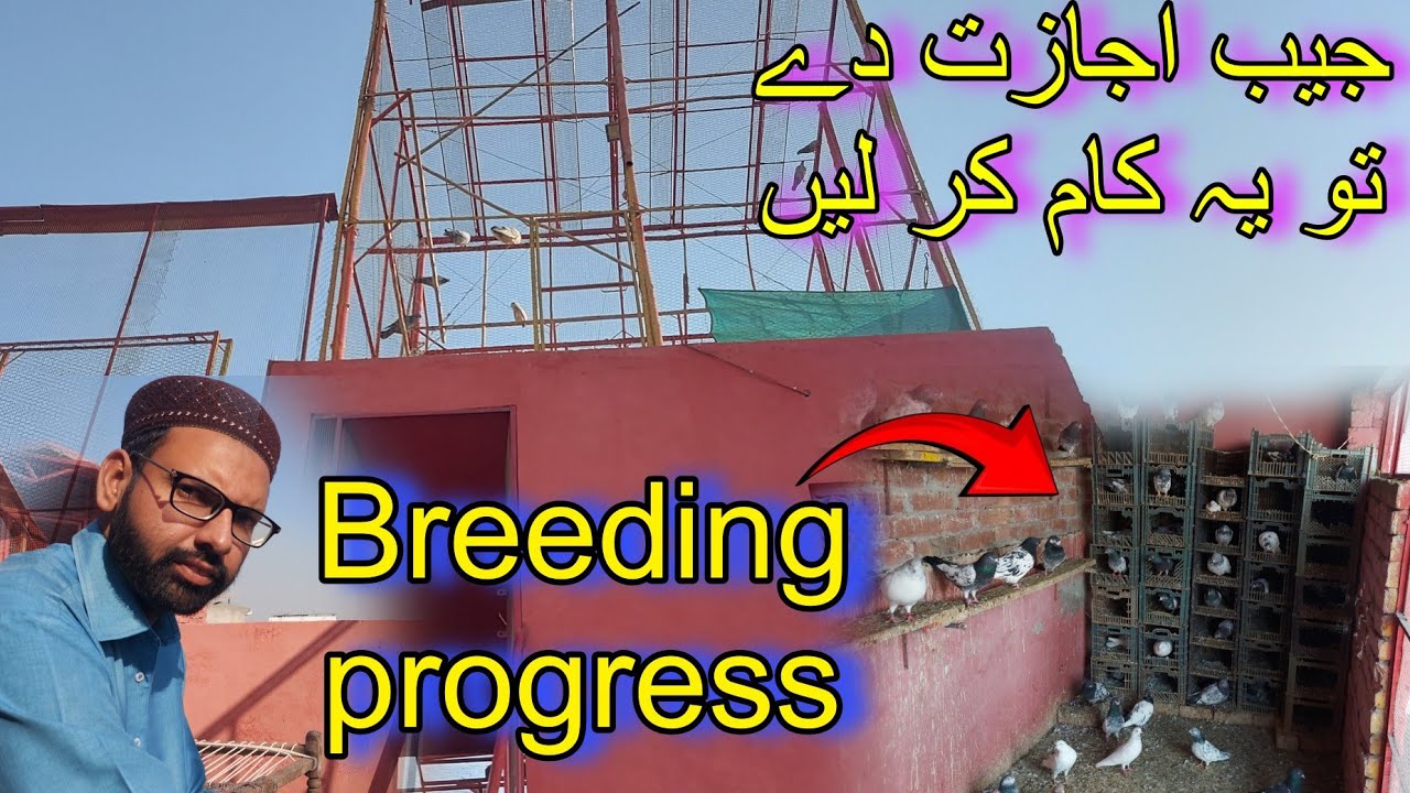 Breeding progress Hashim mahmood #skypigeons - YouTube