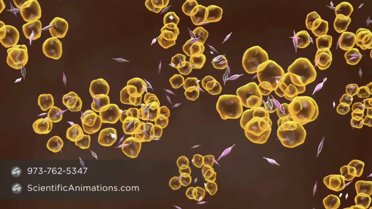 Công nghệ tế bào gốc Stem Cell Therapy - MOA Animation - YouTube