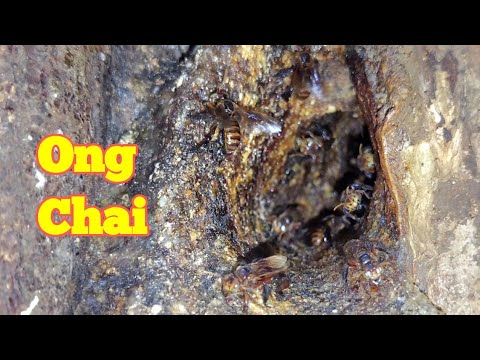 Ong chai. Cận cảnh loài ong dú lớn nhất Việt Nam - YouTube
