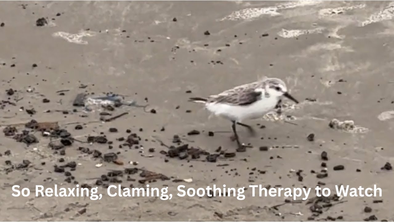 So Relaxing, Claming, Soothing Therapy to Watch - YouTube