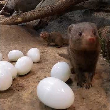 Tiny Mongoose Open Egg Filled With Food #Food #animals#viralvideo - YouTube