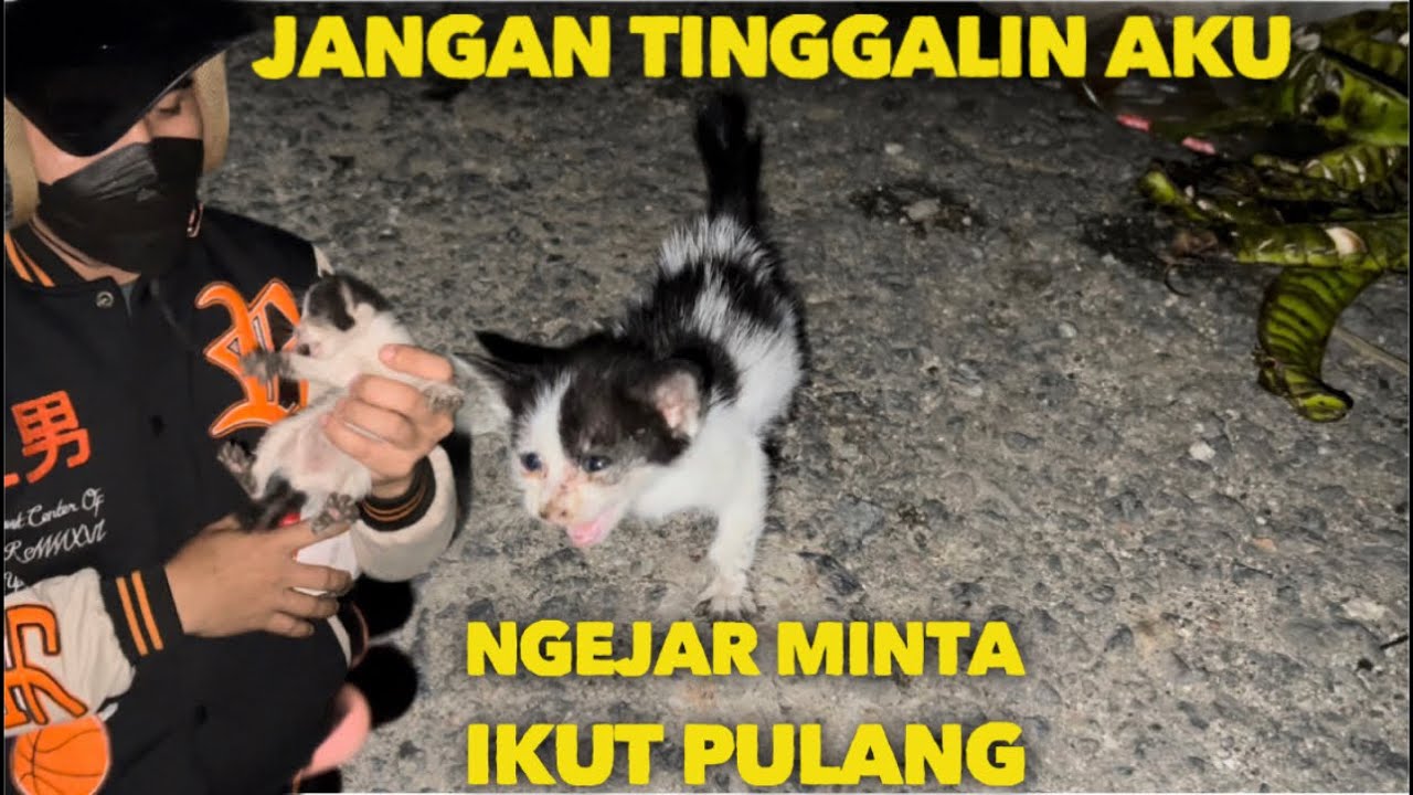 ANAK KUCING MENANGIS MINTA IKUT DI BAWA PULANG - YouTube