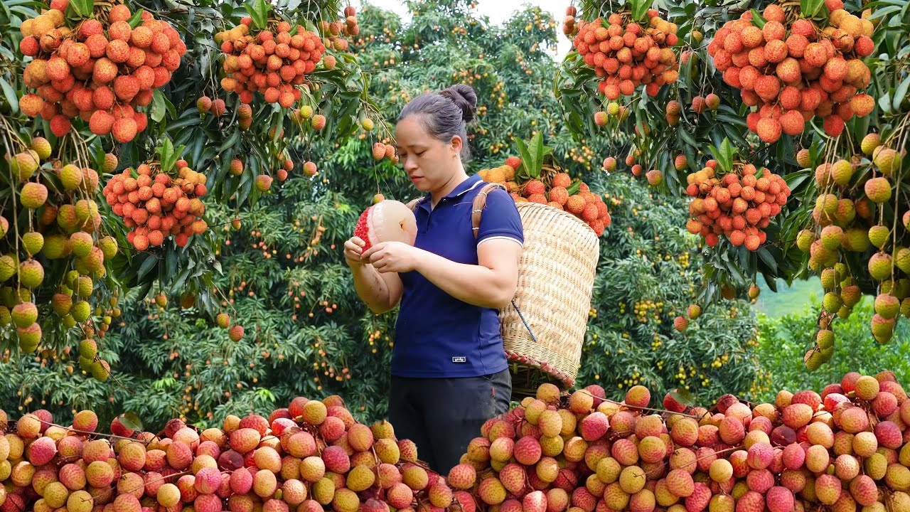 How to Harvest Big Lychee and bring them to the market to sell | LTC ...