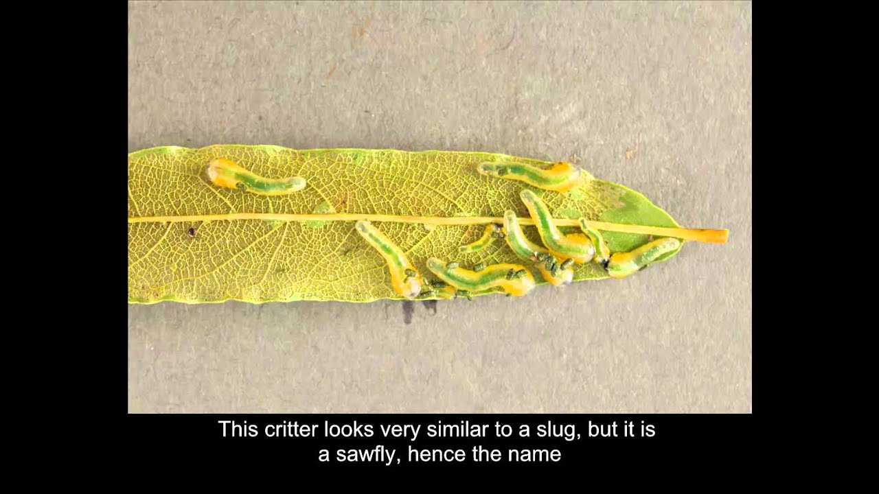 Oak slug sawfly larvae - YouTube