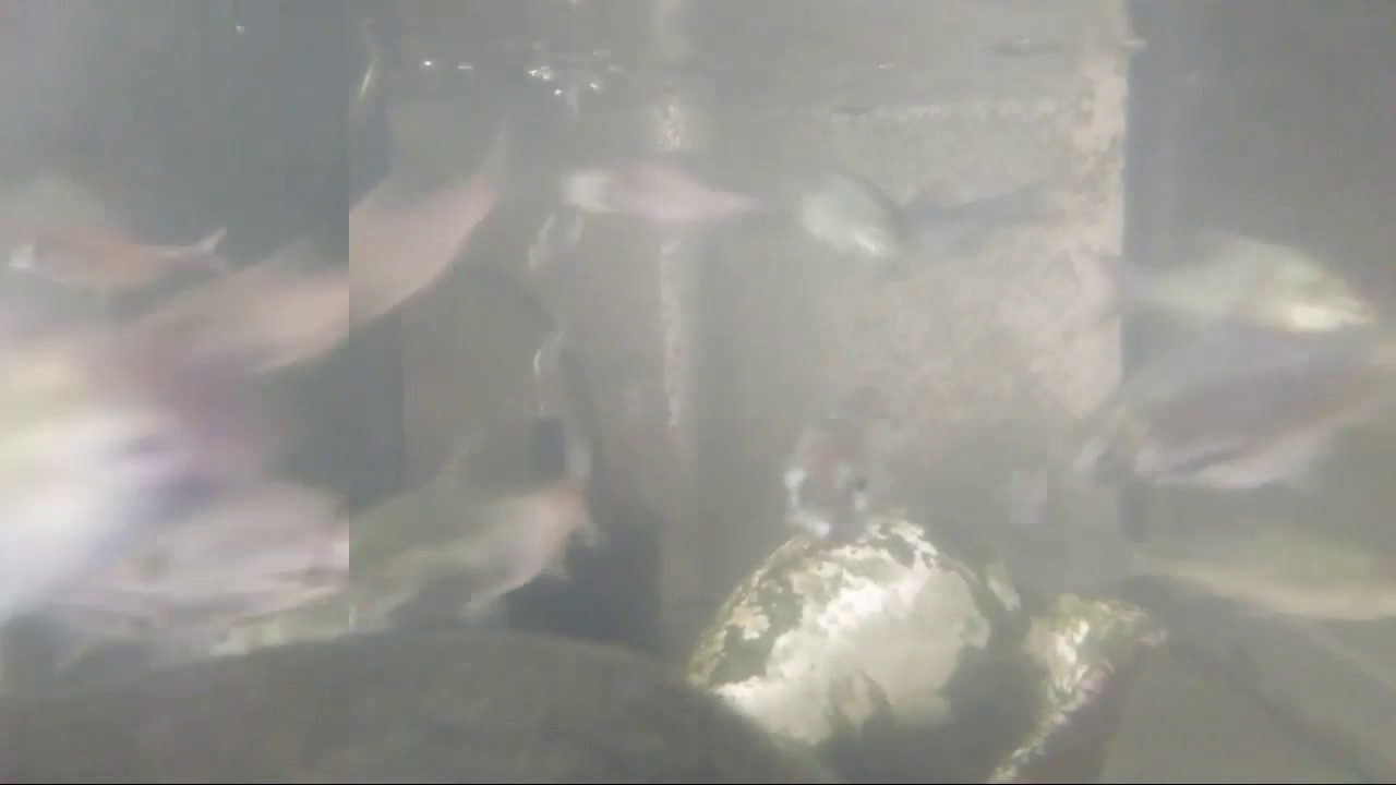 Baby Fish Lampam Krai Live - YouTube