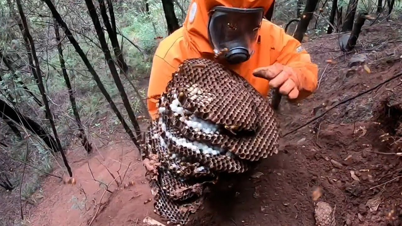 REMOVING GIANT HORNETS NEST,MASSIVE ASIAN WASP NEST,VESPA MANDARINIA ...