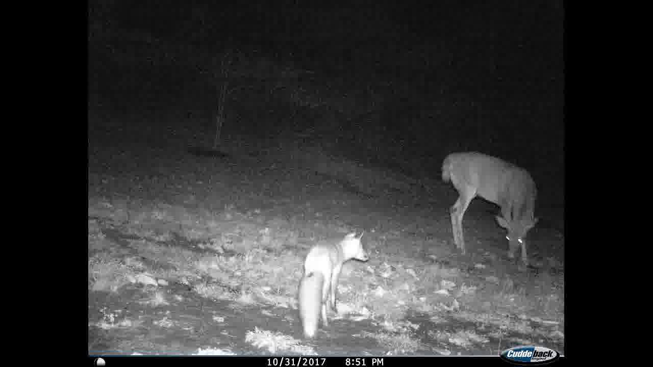 Fox and Whitetail Deer Trail Camera Interactions - YouTube
