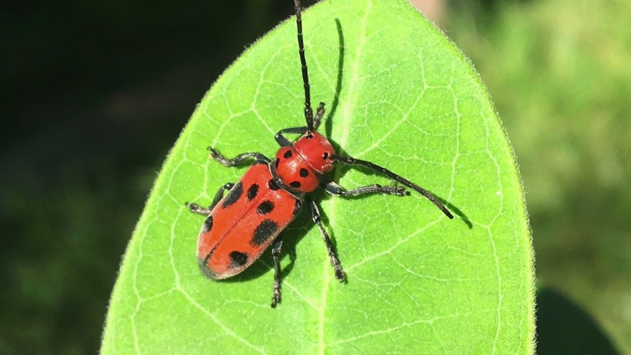 Monarchs, Slugs & Milkweed Bugs - YouTube