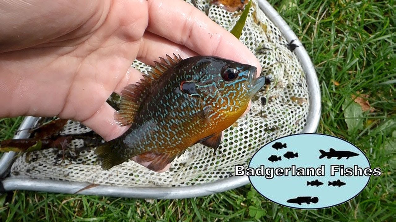 Unique Fish of the Lower Mukwonago River - YouTube