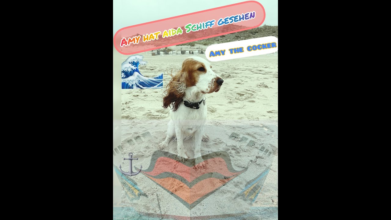 Amy hat Ein Aida schiff gesehen | Amy The Cocker - YouTube