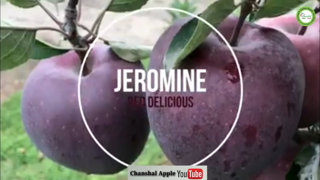 Apple plants superchif jeromine scarlet2 and gala 2019 quality fruits ...