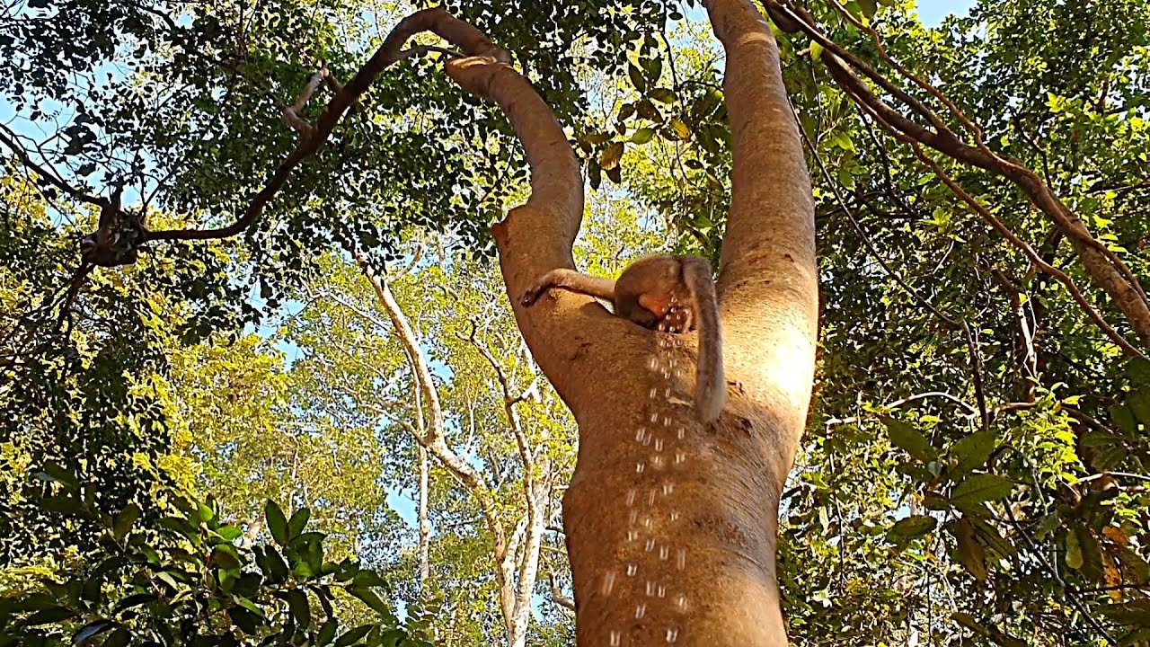 Monkey urinating, funny monkey urinating - YouTube