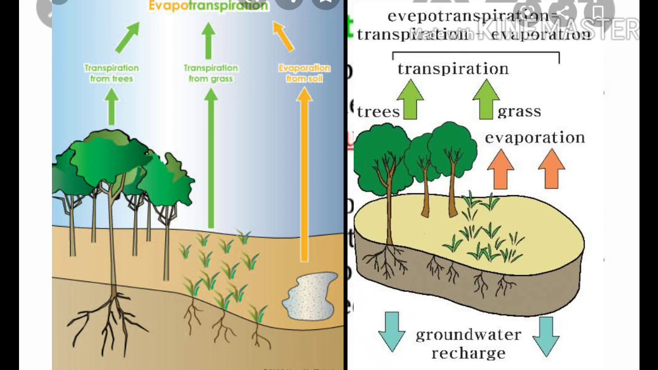 ICSE BIOLOGY CHAPTER 5 TRANSPIRATION TOPIC :IMPORTANCE OR SIGNIFICANCE ...