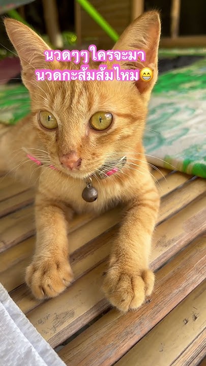 นวดๆส้มส้มนวดให้ครับ #แมว #cat #cats - YouTube
