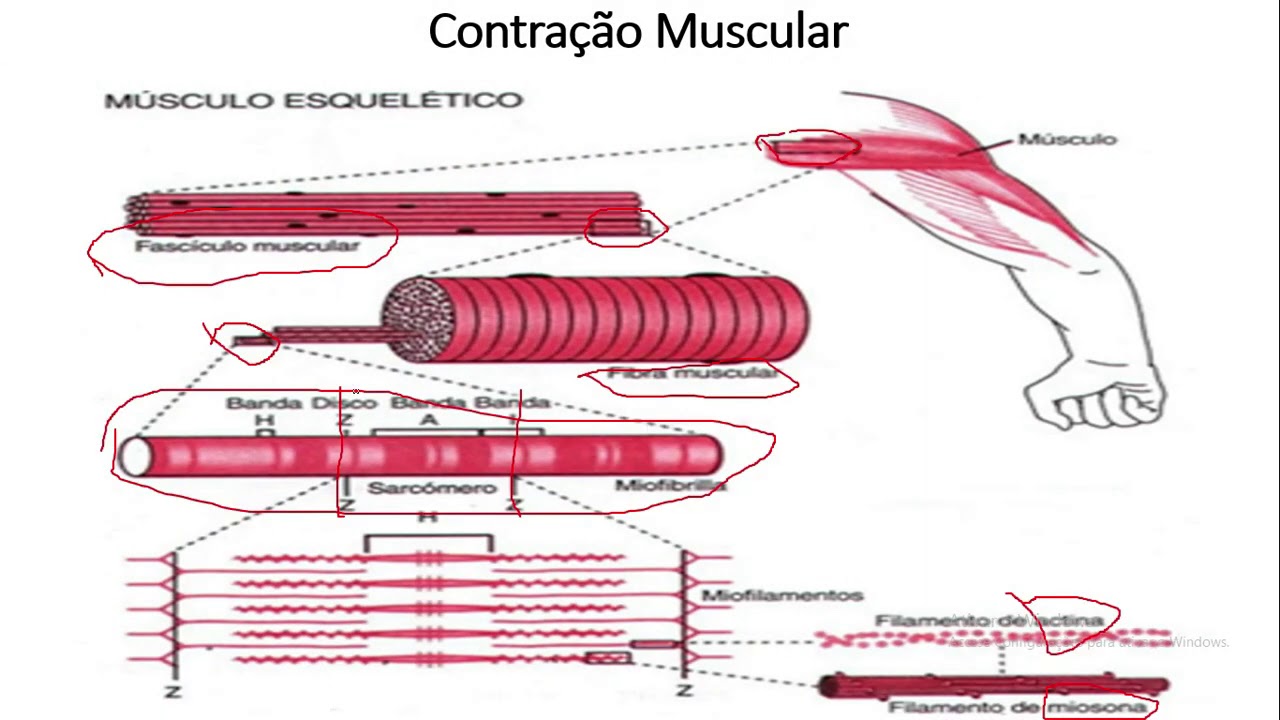 Aula 5 Contração Muscular - YouTube