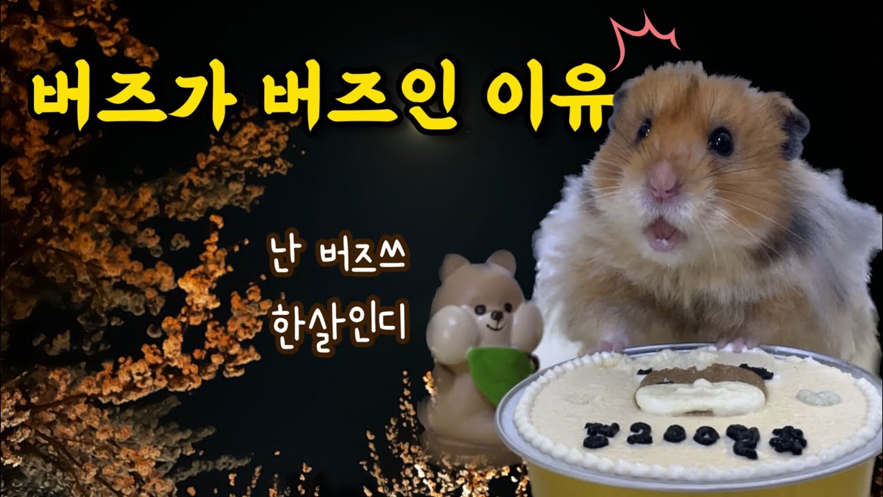 햄스토리 집에 처음 온 날 햄스터 반응은 햄로그 겁쟁이 버즈 햄톨이 시절 페디그리 드워프 햄스터키우기