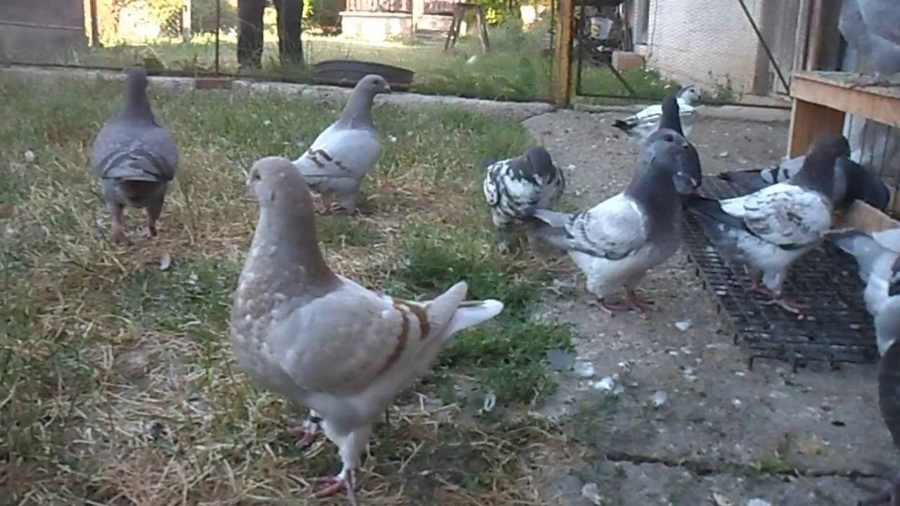 American Giant Homer 012 - YouTube