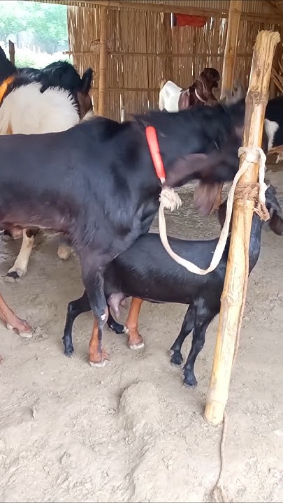 The goats are enjoying the best day of the year #shorts #short #shorts। Cattle Farm 2025 e1 jul3 ...