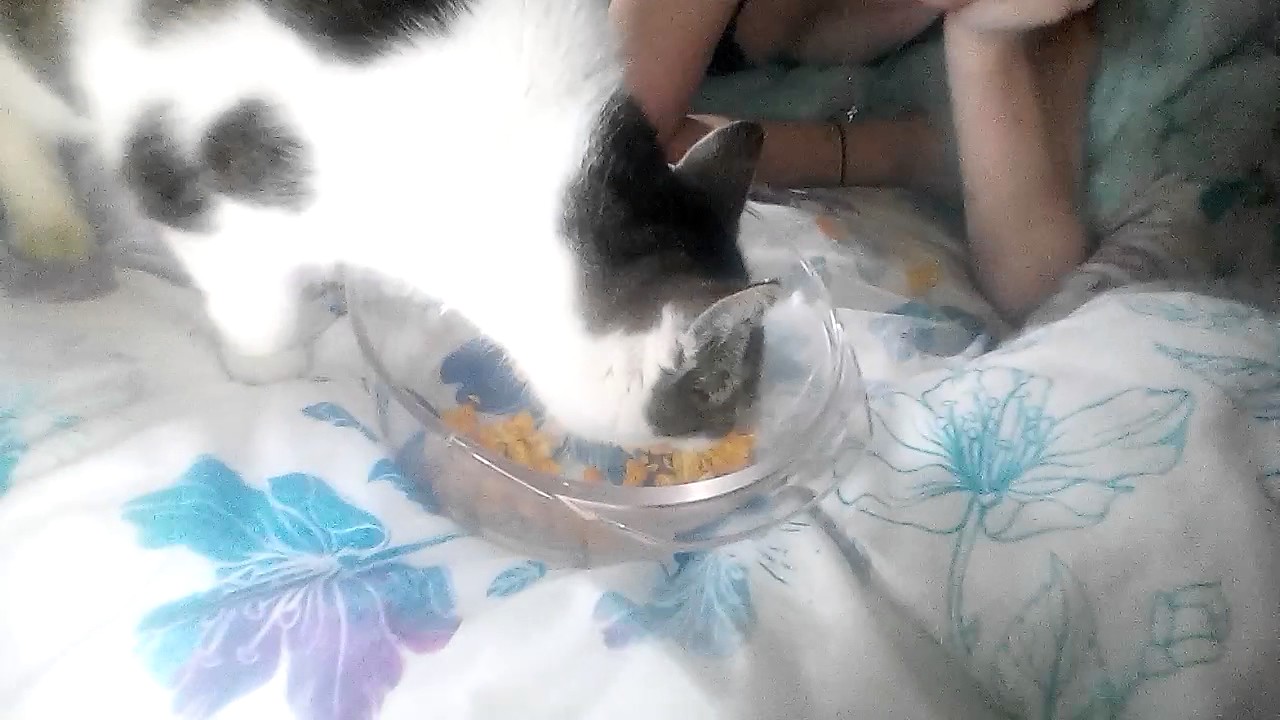 Cat eating doritos 2 - YouTube