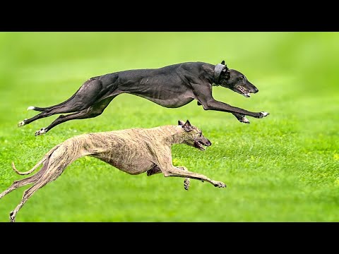 11 Fastest Dog Breeds And Their Top Speeds - YouTube