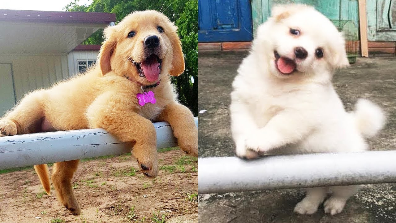 CUTE Puppies Always Make You Smile ♥ Cute Dogs - YouTube