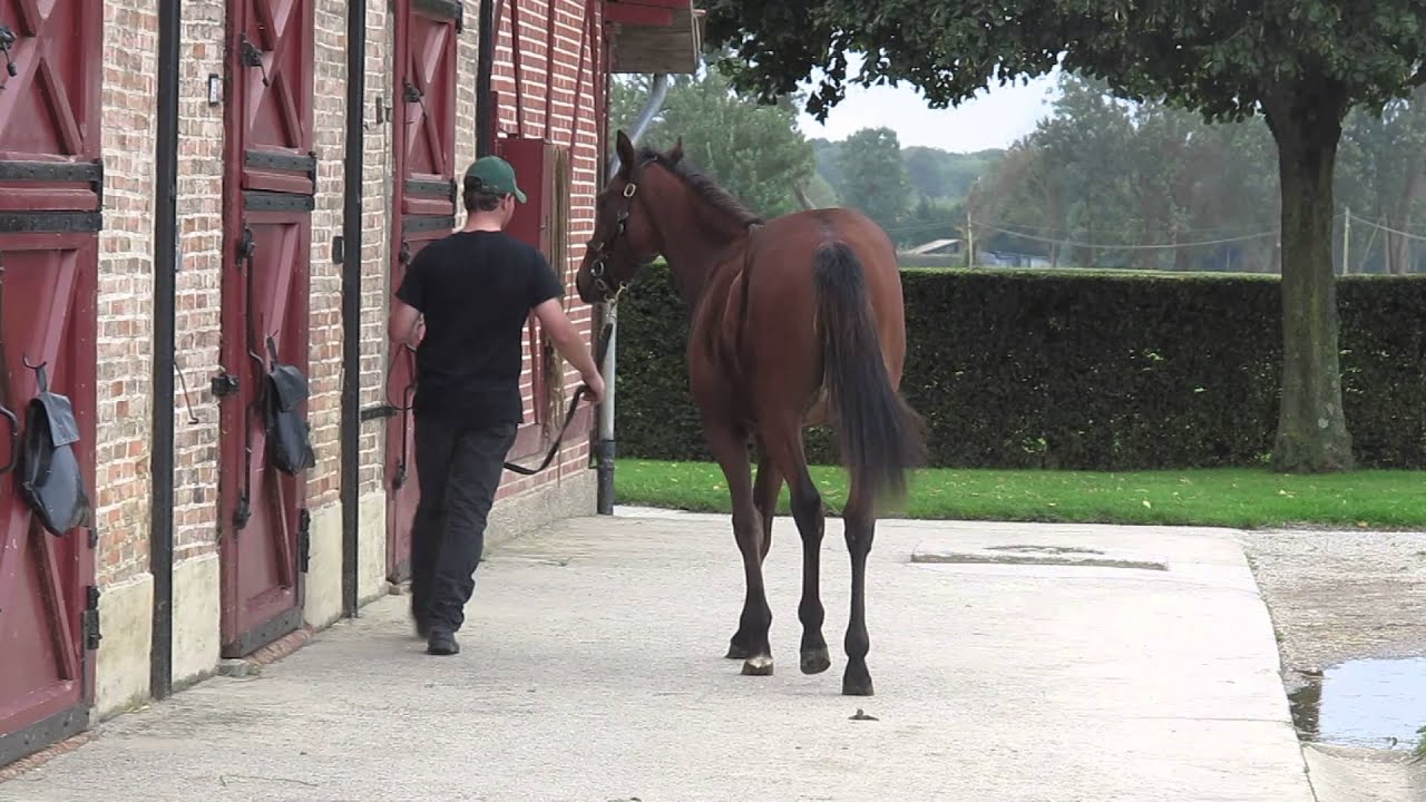 Colt 2014 by EXCEED AND EXCEL ex DUNES QUEEN - YouTube