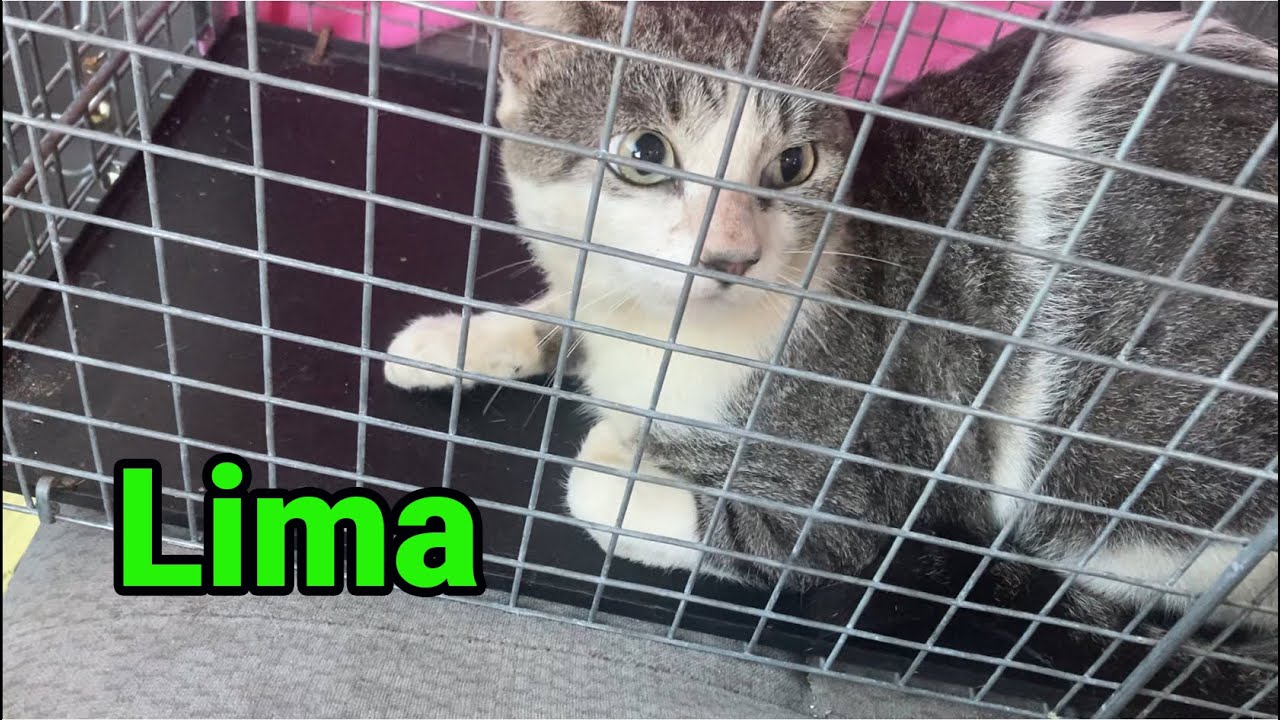 Feral Cat Lima Gets Neutered - New Catio Expansion - Cat Rescue Vlog ...