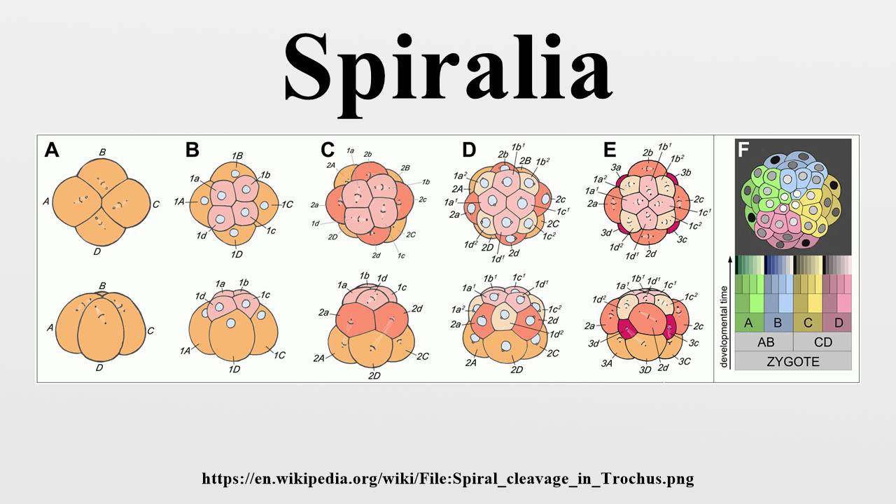 Spiralia - YouTube