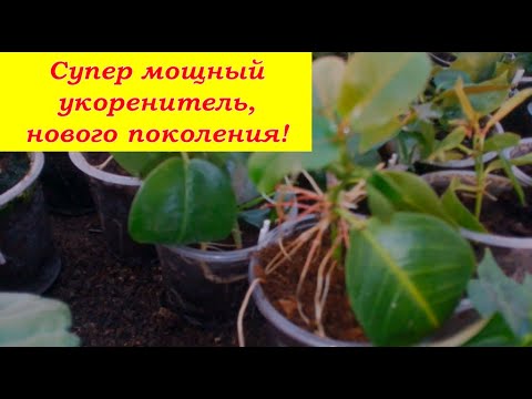 Укоренитель - один из лучших.Как укоренять?Найдены секреты, супер ...