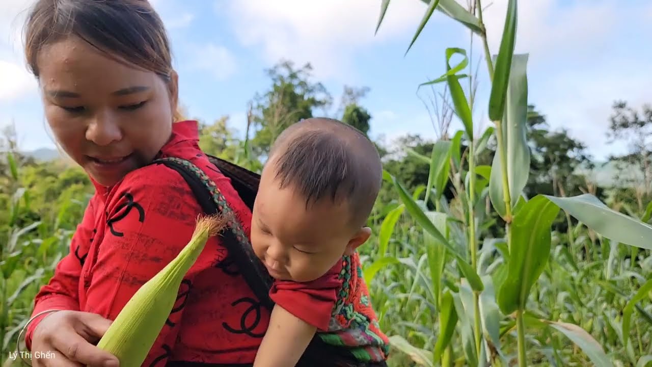Single mother: harvesting corn to sell _ daily life of a single mother ...