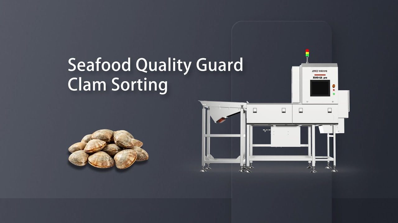 Seafood Quality Guard – Clam Sorting-AMD X-Ray Sorting Machine - YouTube